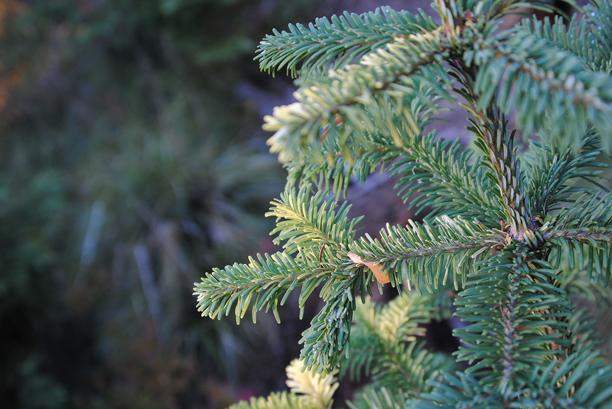 Variegated #1 - Cascade Conifers