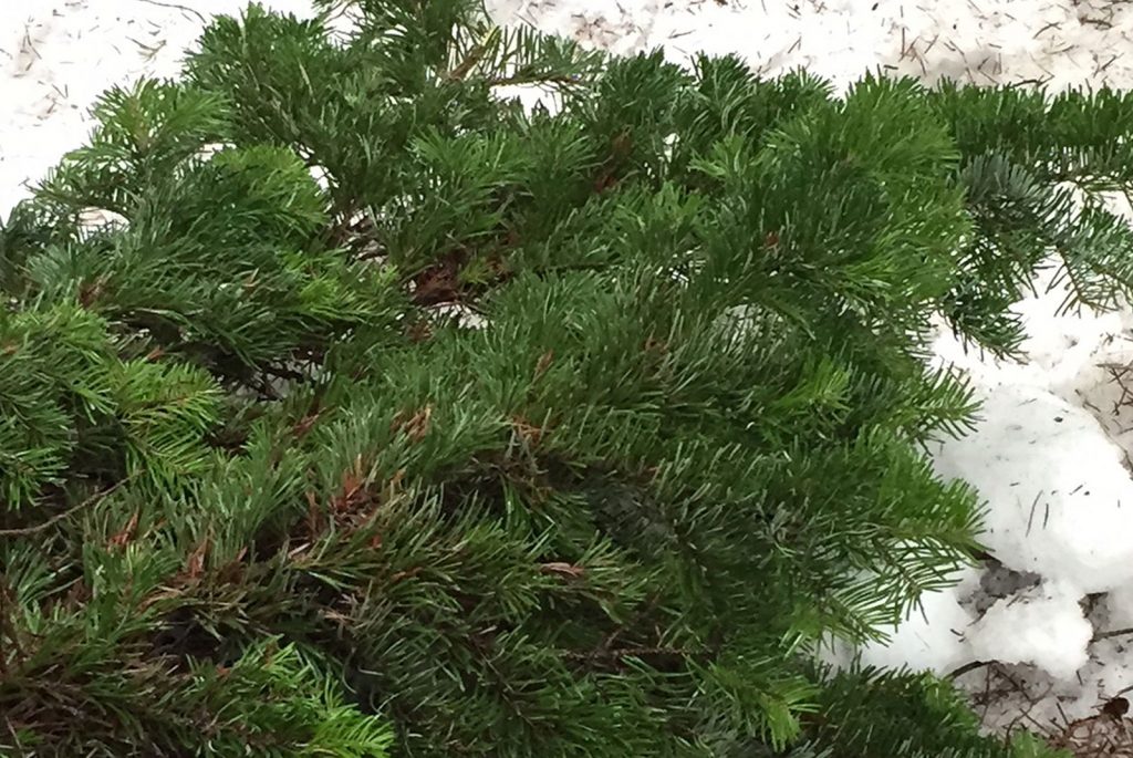 Cupid - Cascade Conifers