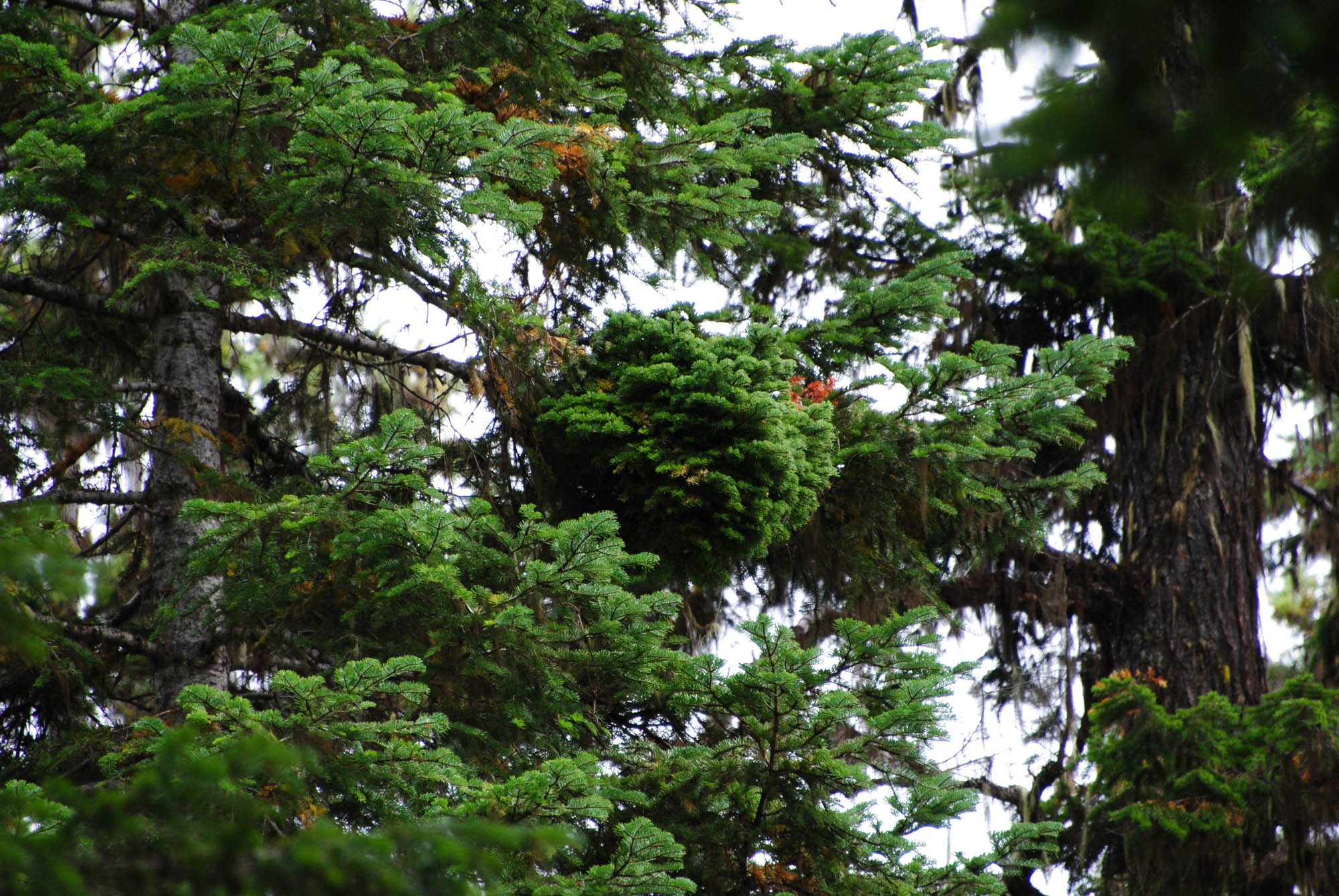 Abies grandis "B11" - Cascade Conifers