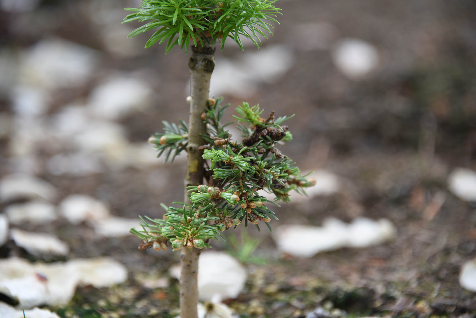 Abies fir broom cultivar, "PNW" ‘Topper’ - Cascade Conifers