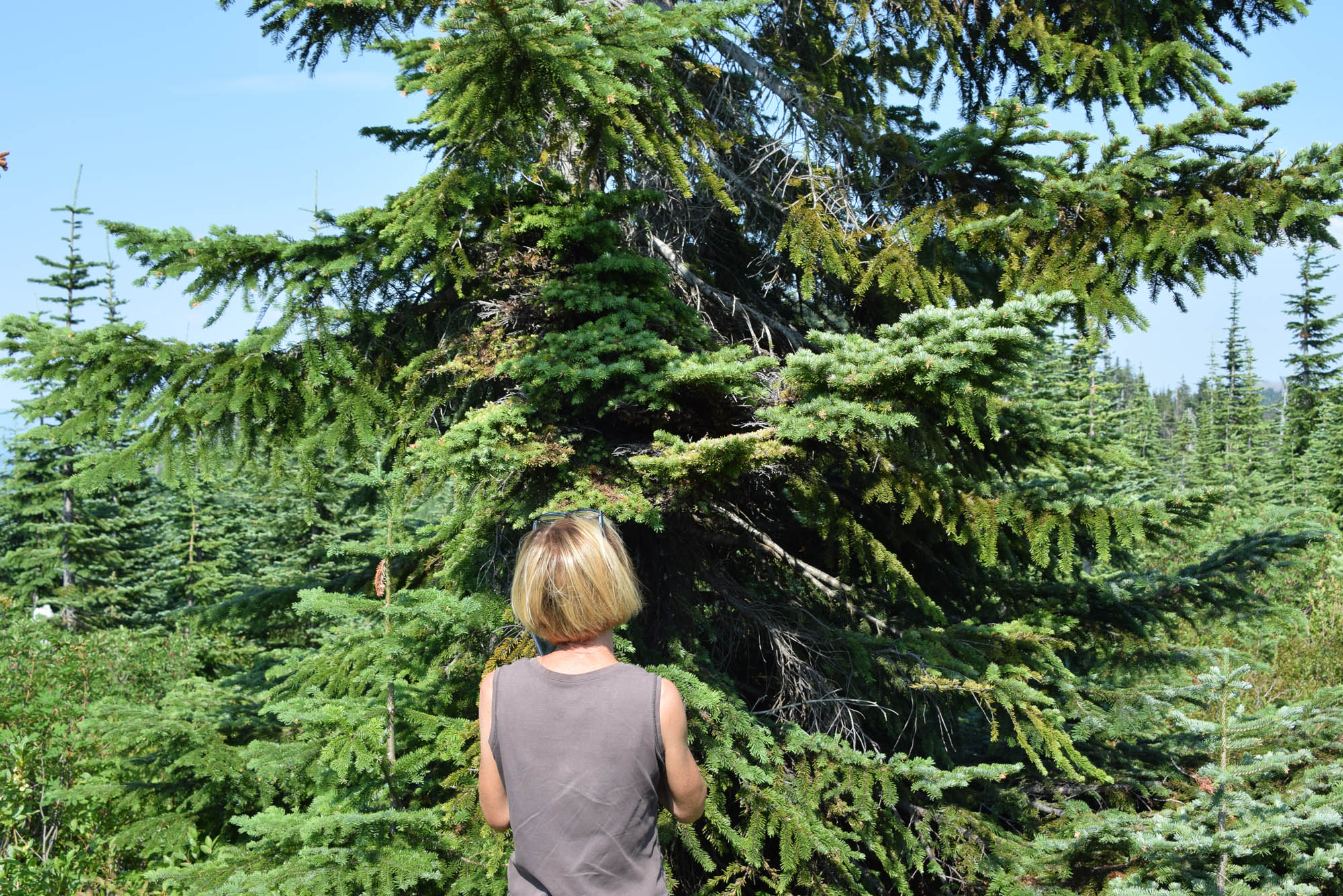 Abies amabilis 'Pulsar' Pacific silver fir cultivar - Cascade Conifers