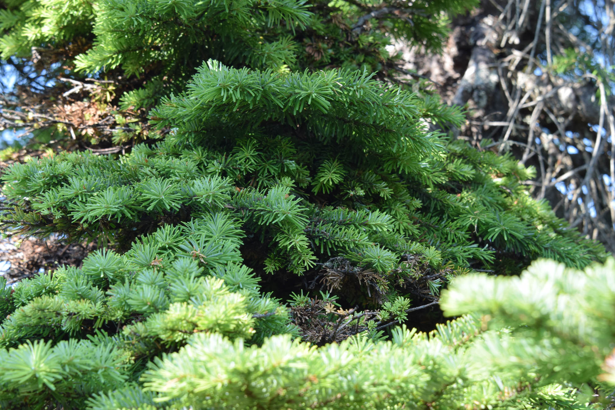 Abies amabilis 'Pulsar' Pacific silver fir cultivar - Cascade Conifers