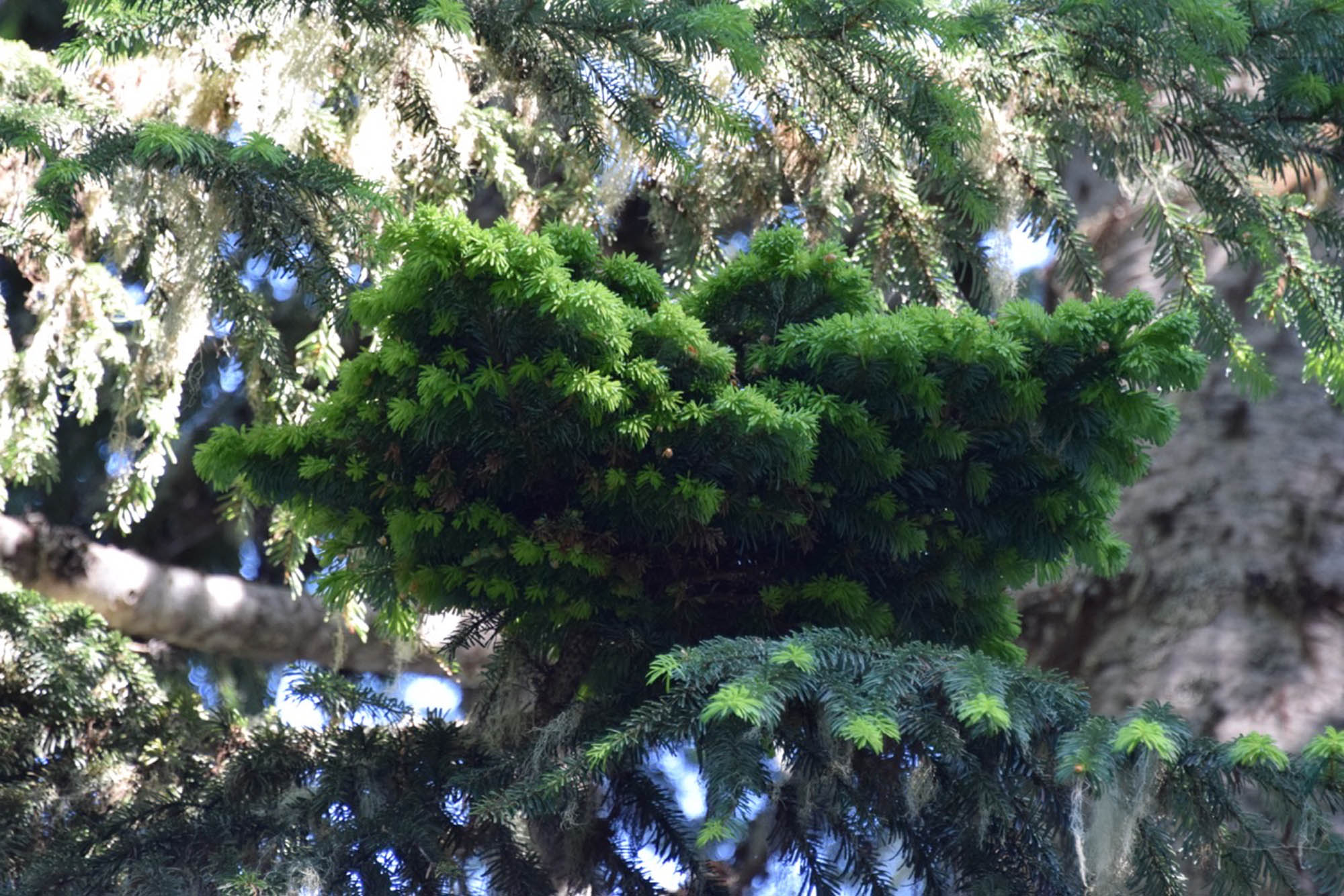 Abies amabilis 'Falling Star' - Cascade Conifers