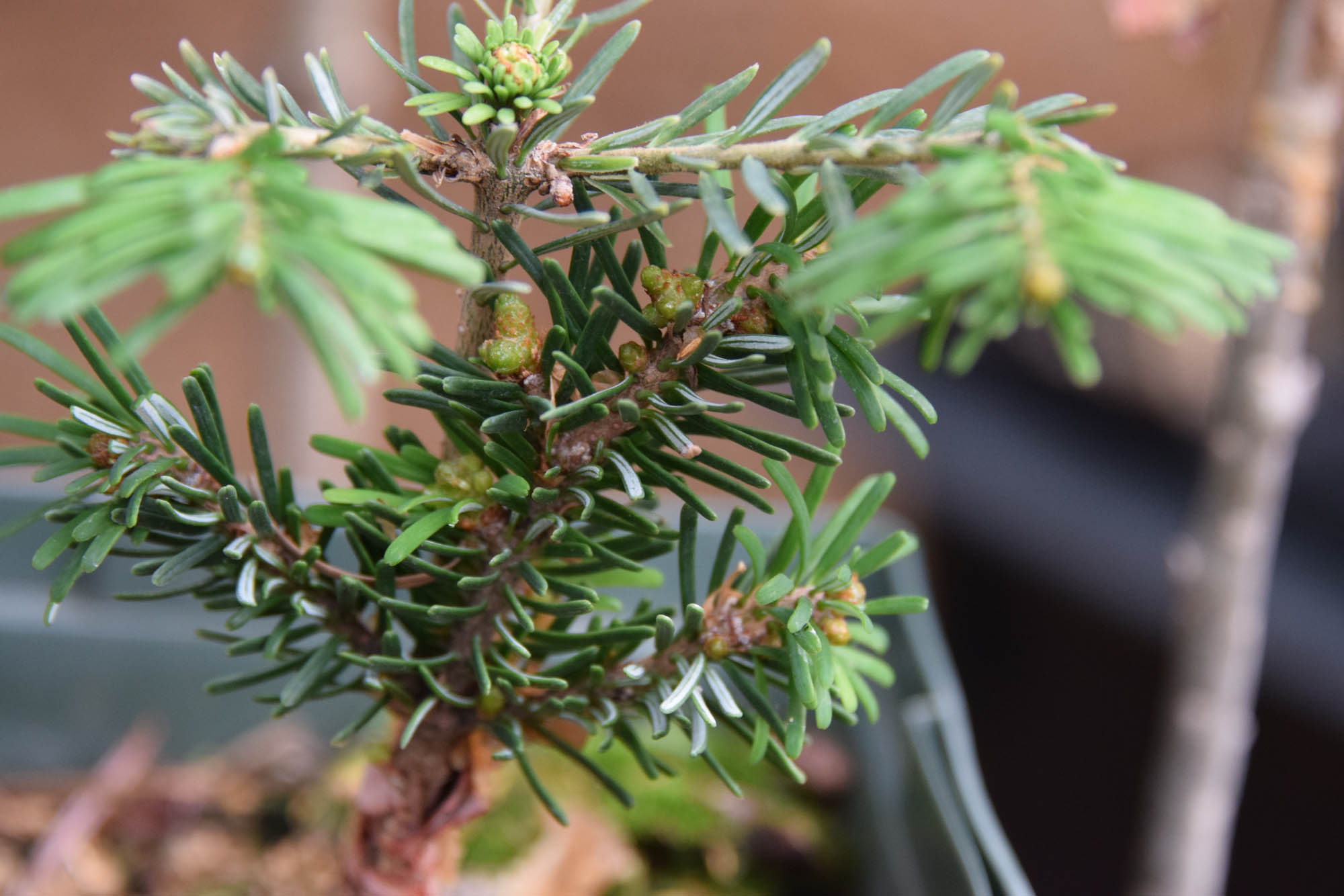 Abies amabilis 'Firecracker' - Cascade Conifers