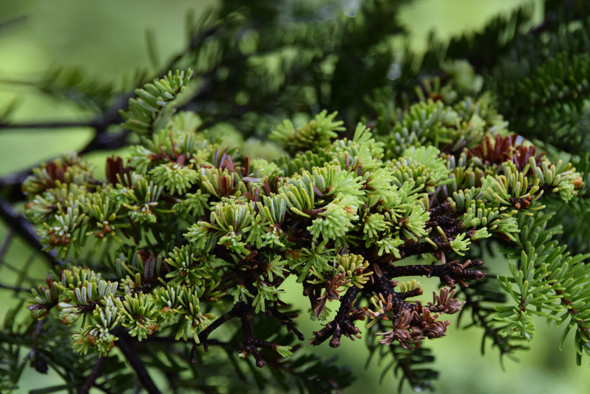 Abies amabilis 'Zoom' - Cascade Conifers