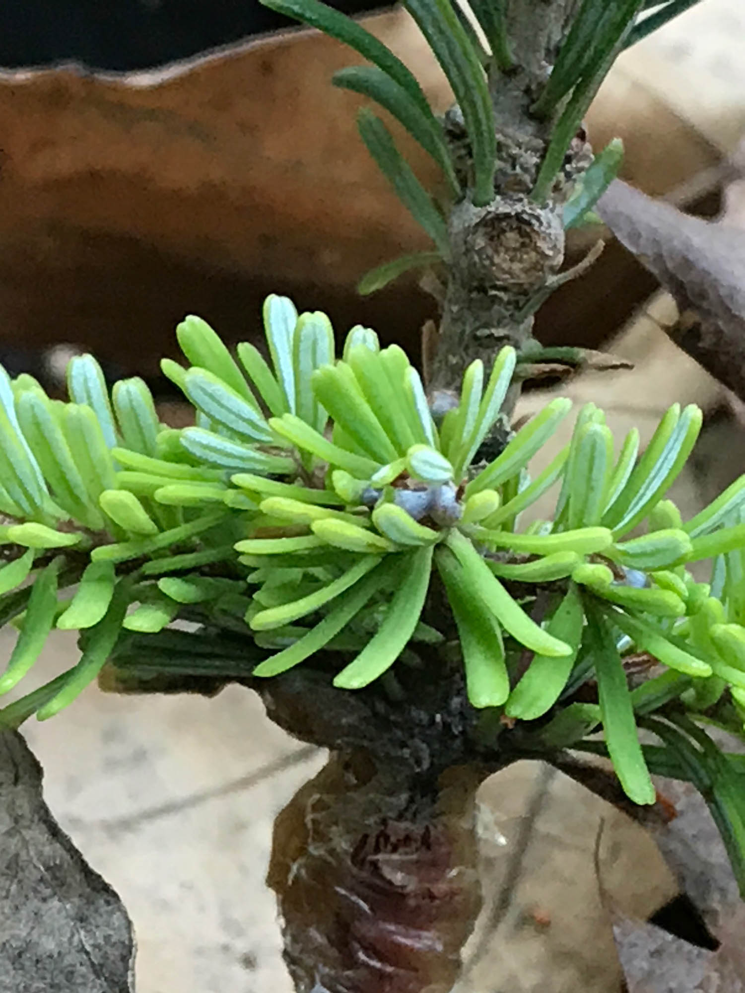 Abies amabilis 'Zoom' - Cascade Conifers