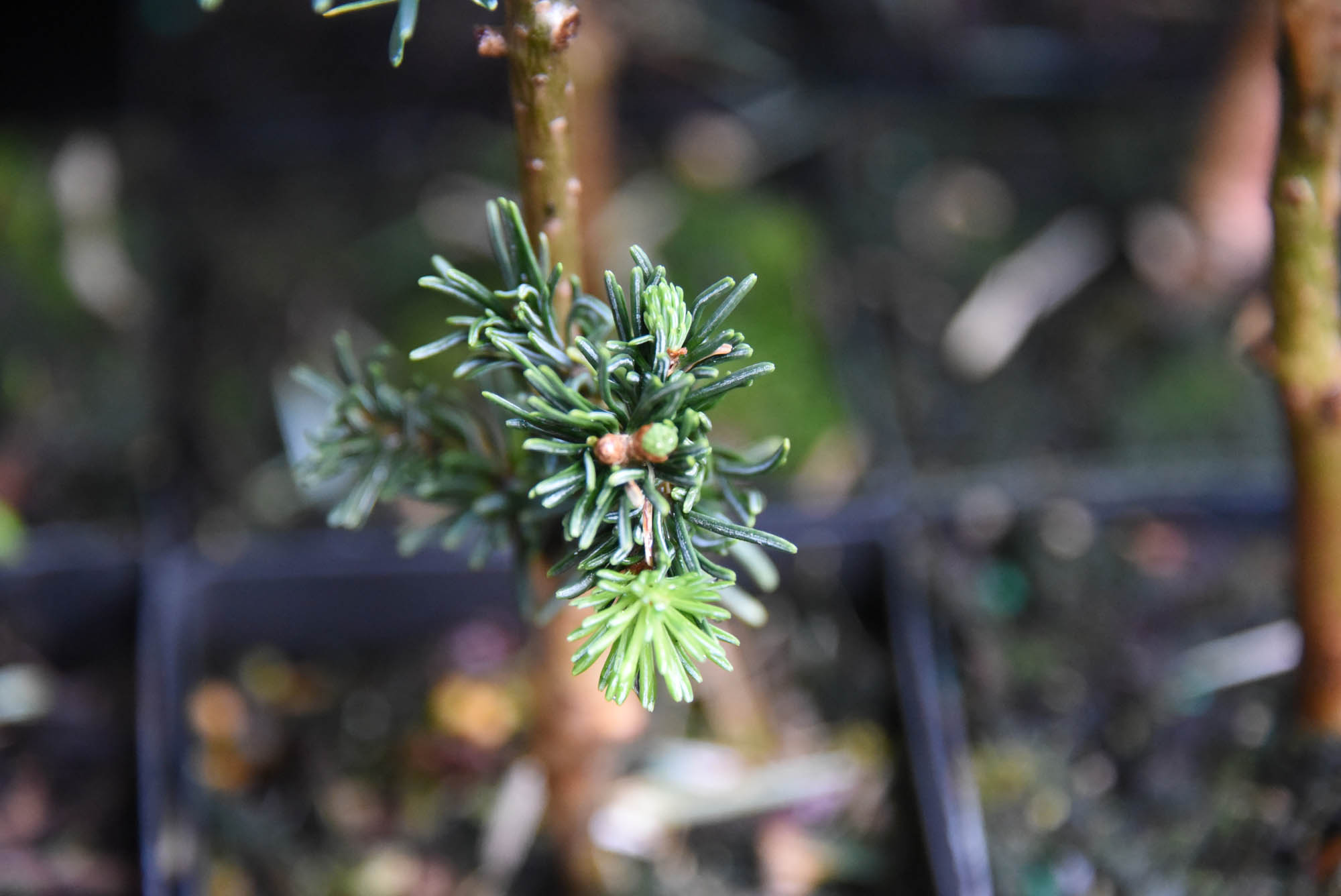 Abies amabilis 'L'il Abi'' - Cascade Conifers