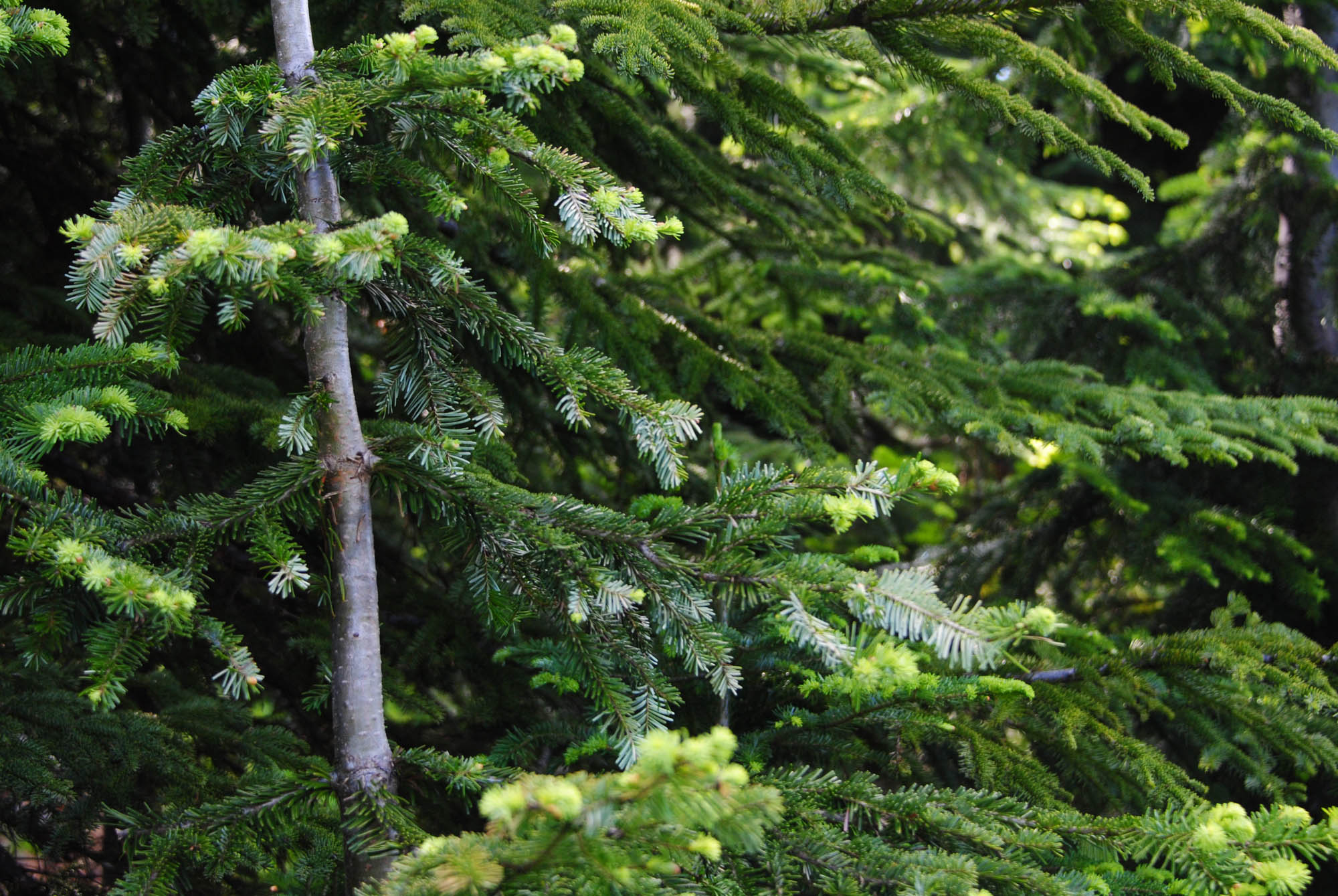 Abies amabilis 'Avalanche' - Cascade Conifers