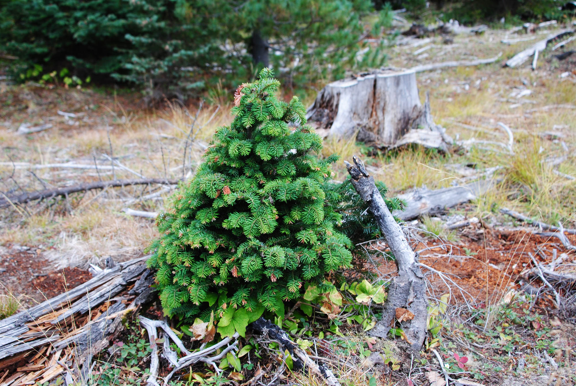 Abies amabilis 'Nanu Nanu' - Cascade Conifers