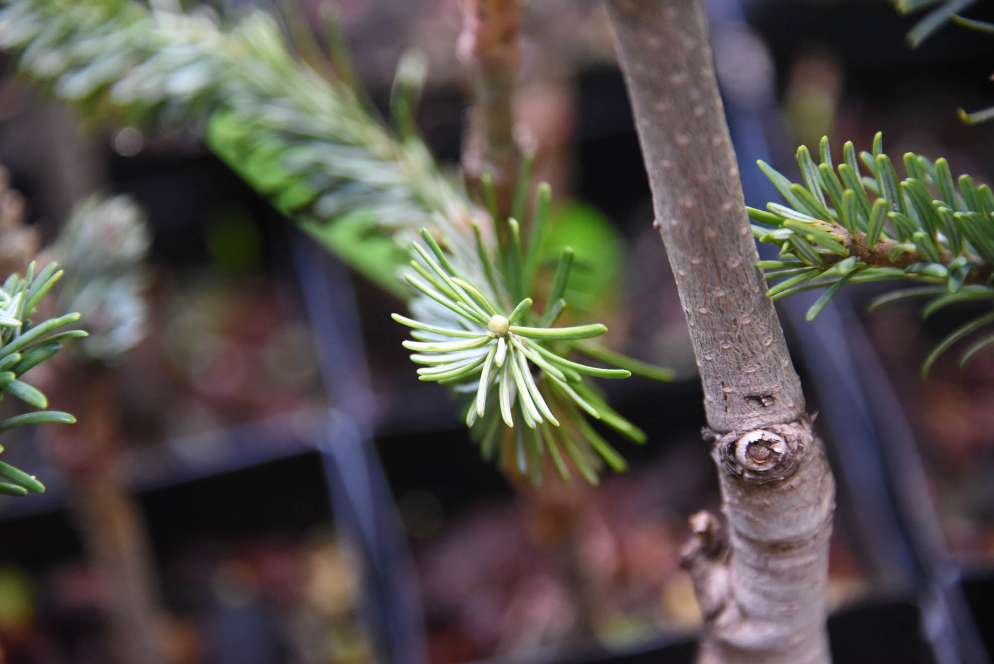 Abies amabilis 'Alfa' - Cascade Conifers