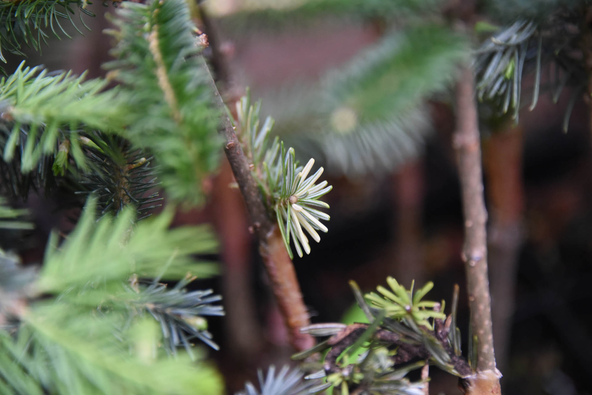 Abies amabilis V2 - Cascade Conifers