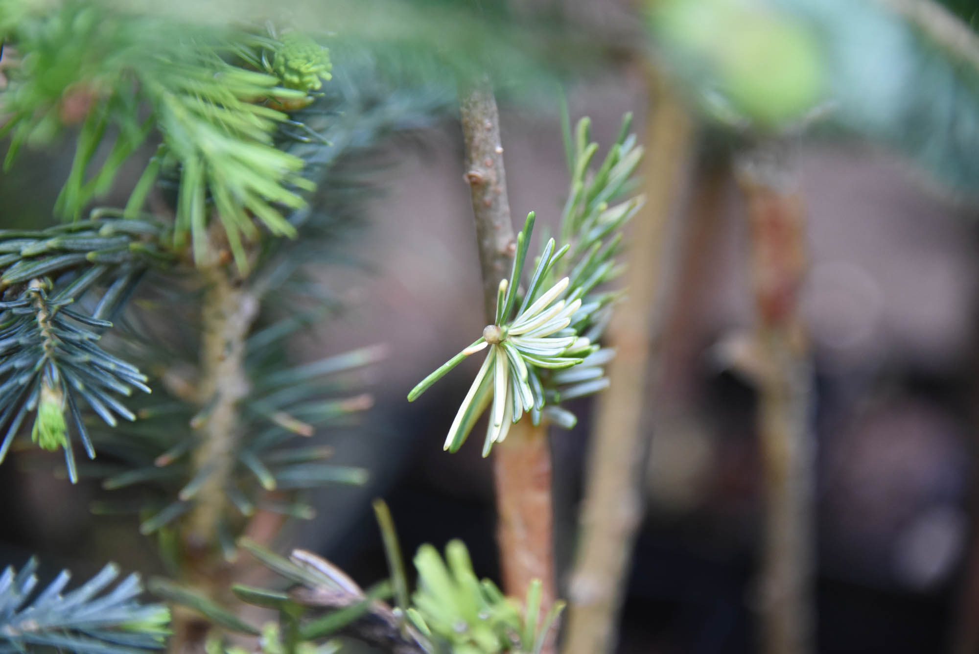 Abies amabilis V2 - Cascade Conifers