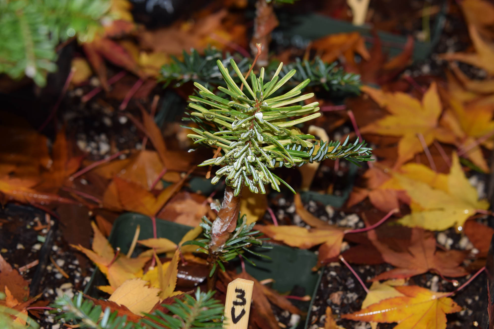 Abies amabilis 'Goldilocks' - Cascade Conifers