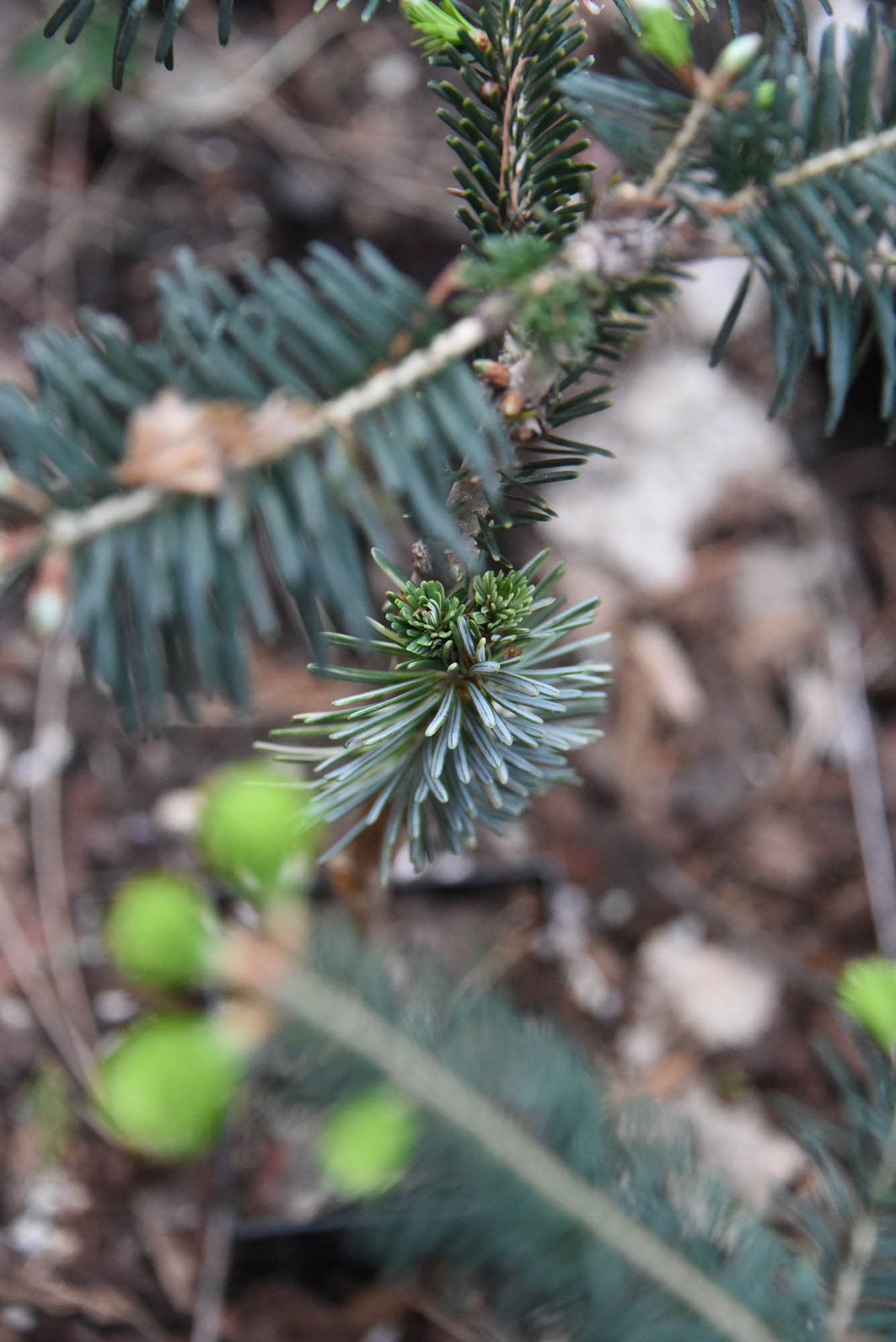 Abies amabilis 'Goldilocks' - Cascade Conifers