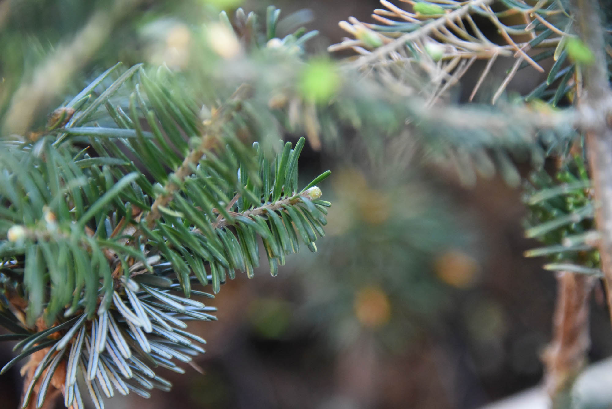 Abies amabilis 'Goldilocks' - Cascade Conifers