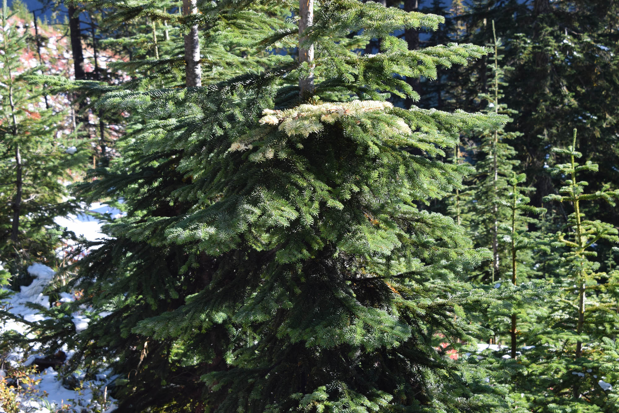 Abies amabilis "V5" - Cascade Conifers