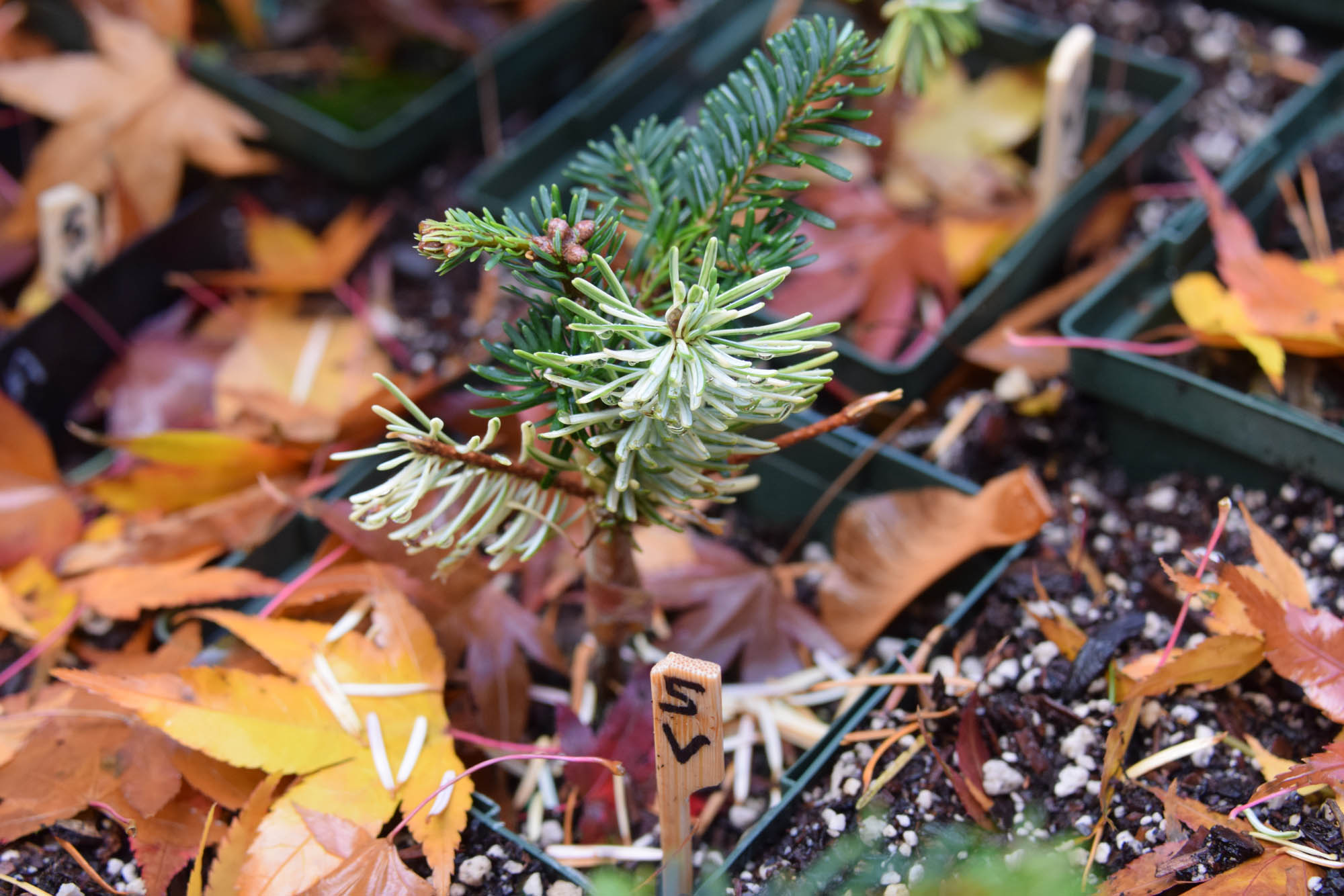Abies amabilis "V5" - Cascade Conifers