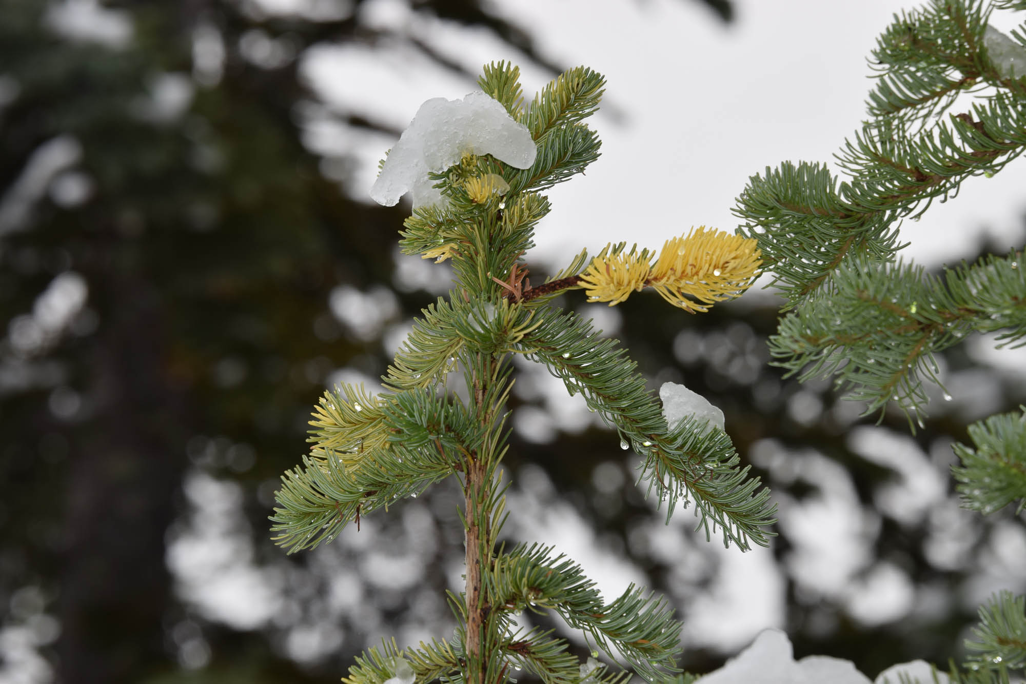 Variegated discoveries, Abies amabilis - Cascade Conifers