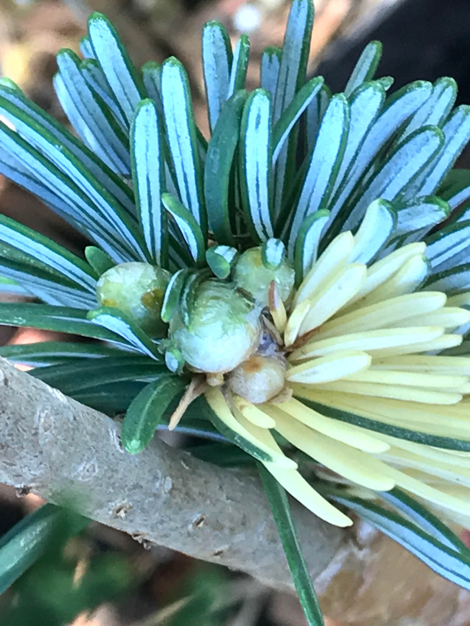 Variegated discoveries, Abies amabilis - Cascade Conifers