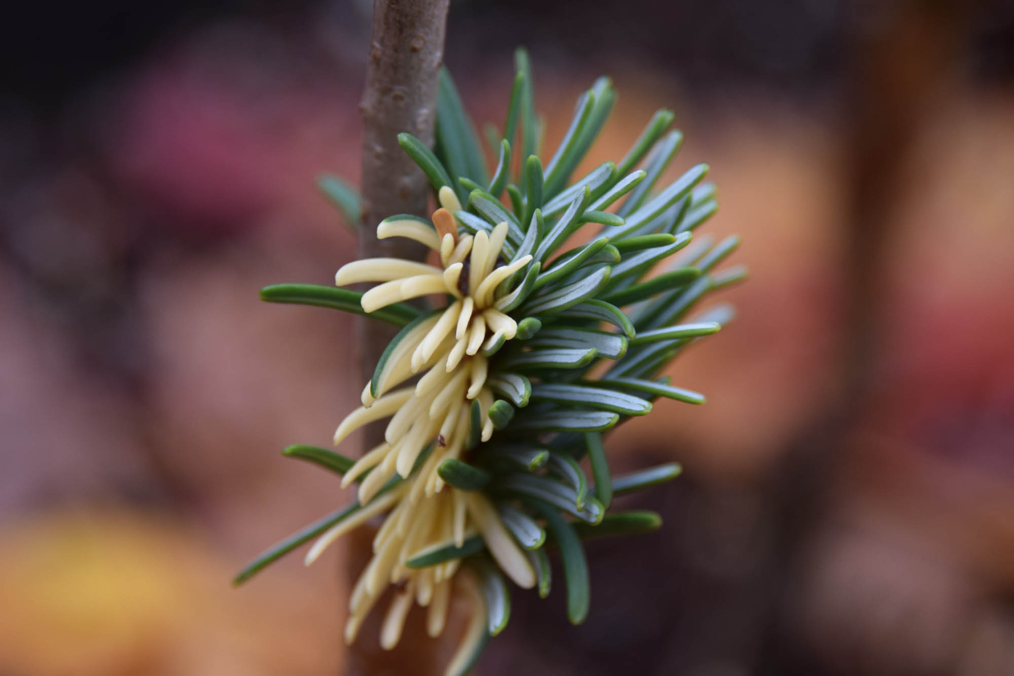 Variegated discoveries, Abies amabilis - Cascade Conifers