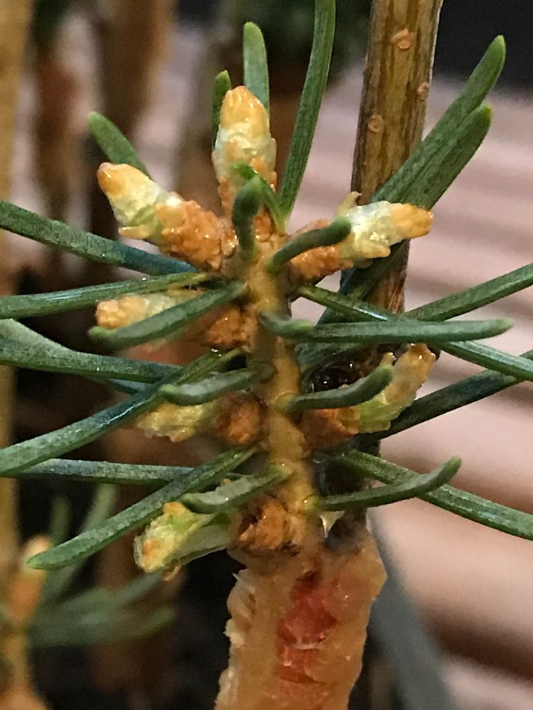 Abies concolor 'Tahoma' white fir cultivar - Cascade Conifers
