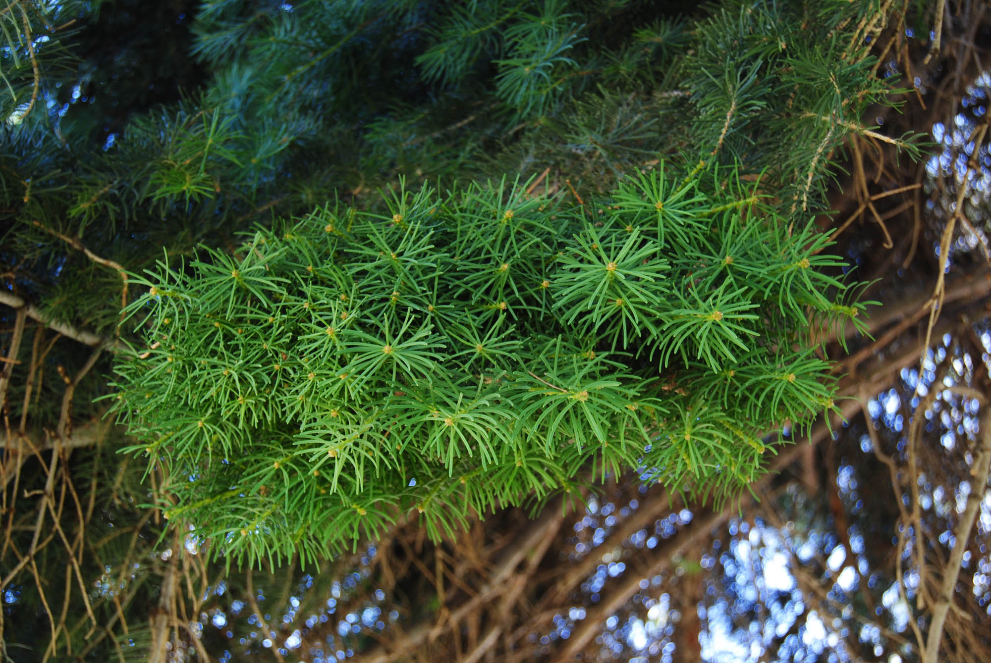 Abies concolor "Green" - Cascade Conifers
