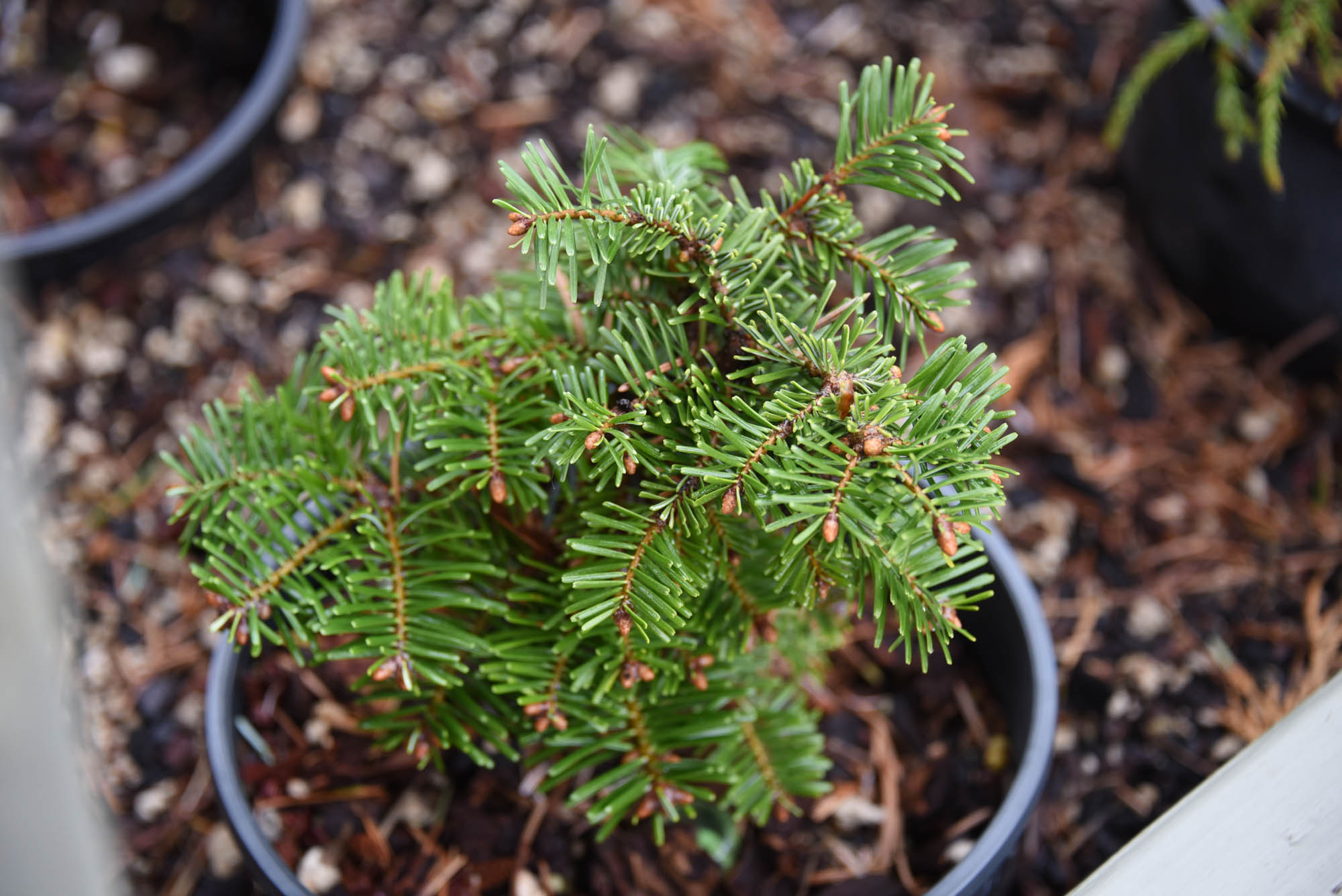 Abies grandis 'Destiny Ridge' - Cascade Conifers