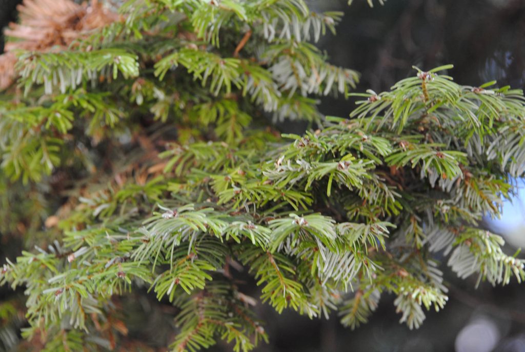 Abies grandis 'Jeeper Weeper' - Cascade Conifers