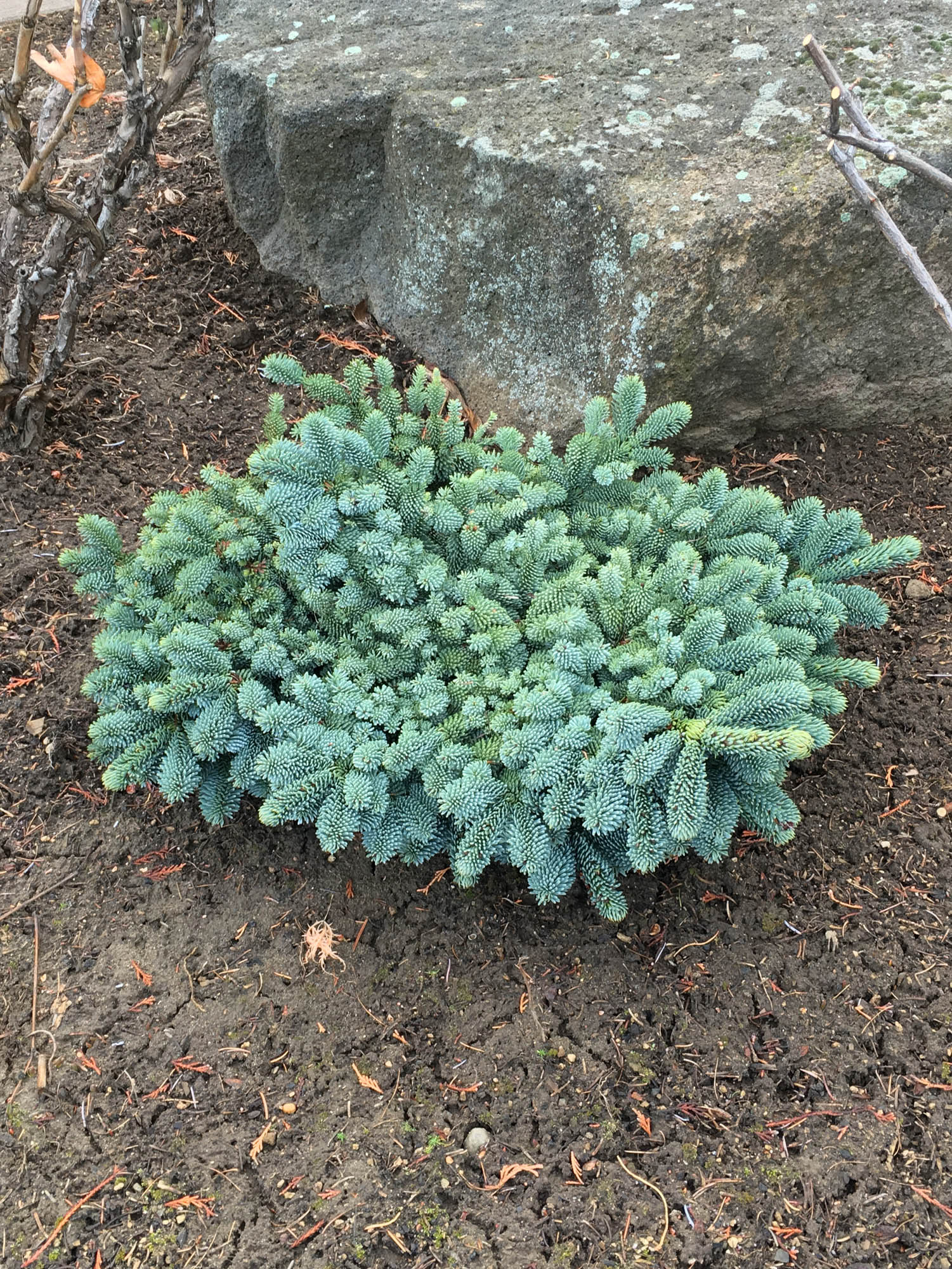 Abies procera 'Rhapsody in Blue' new Noble fir cultivar - Cascade Conifers
