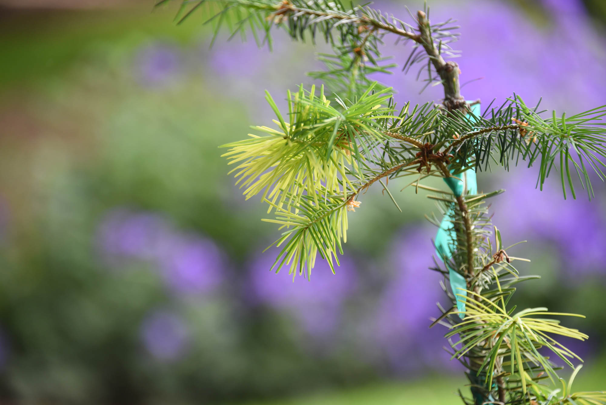 Pseudotsuga menziesii 'Harlequin' - Cascade Conifers