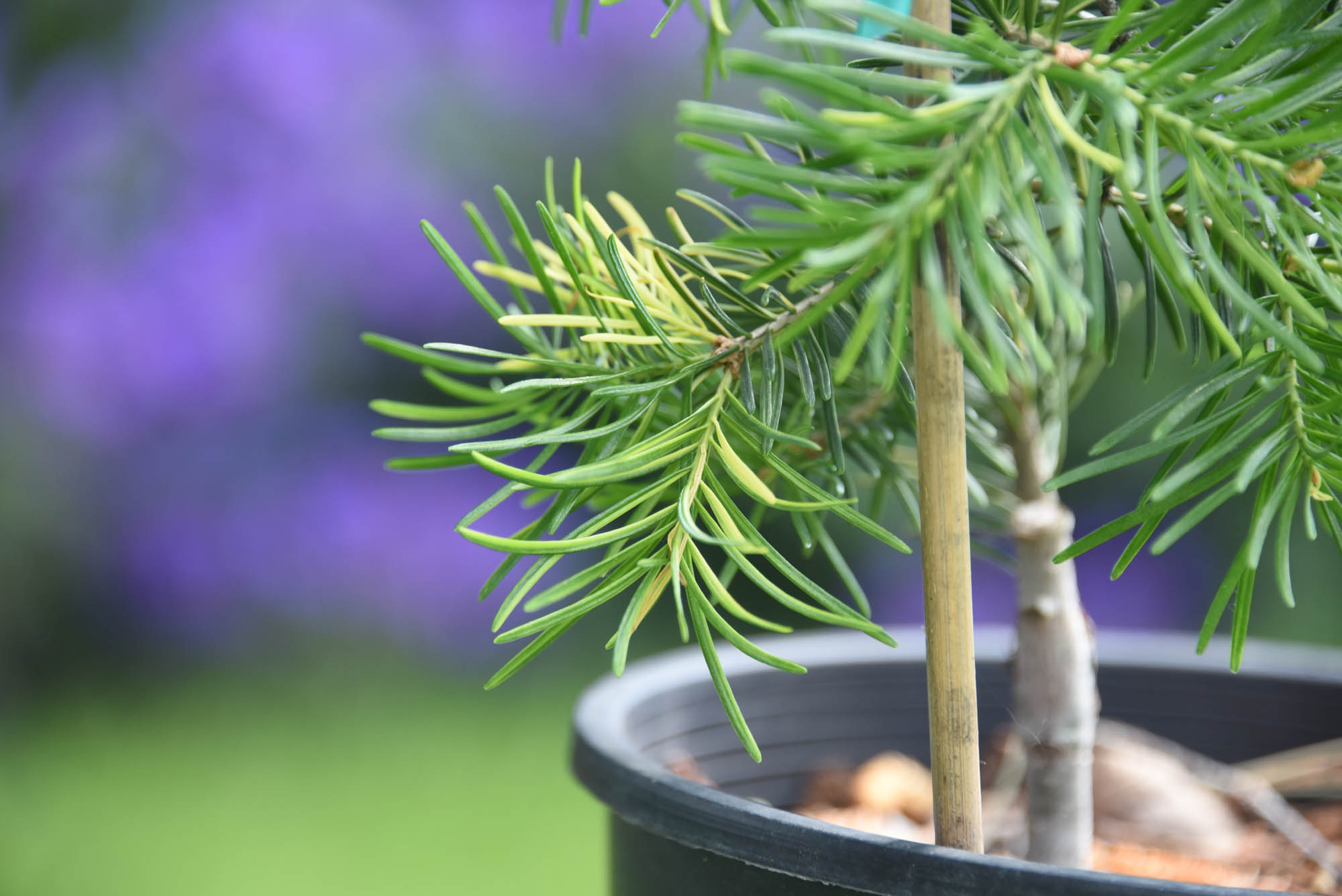 Abies lasiocarpa 'Kent' - Cascade Conifers