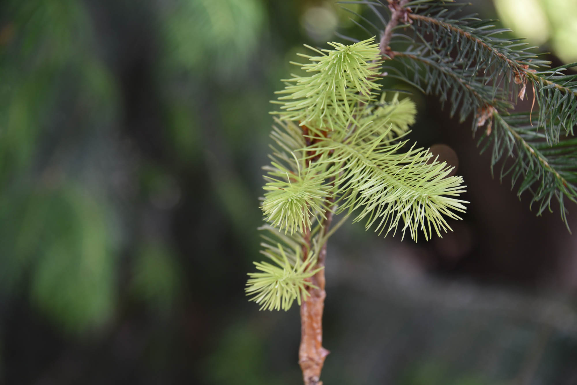 Pseudotsuga menziesii 'Cooper's Torch' - Cascade Conifers
