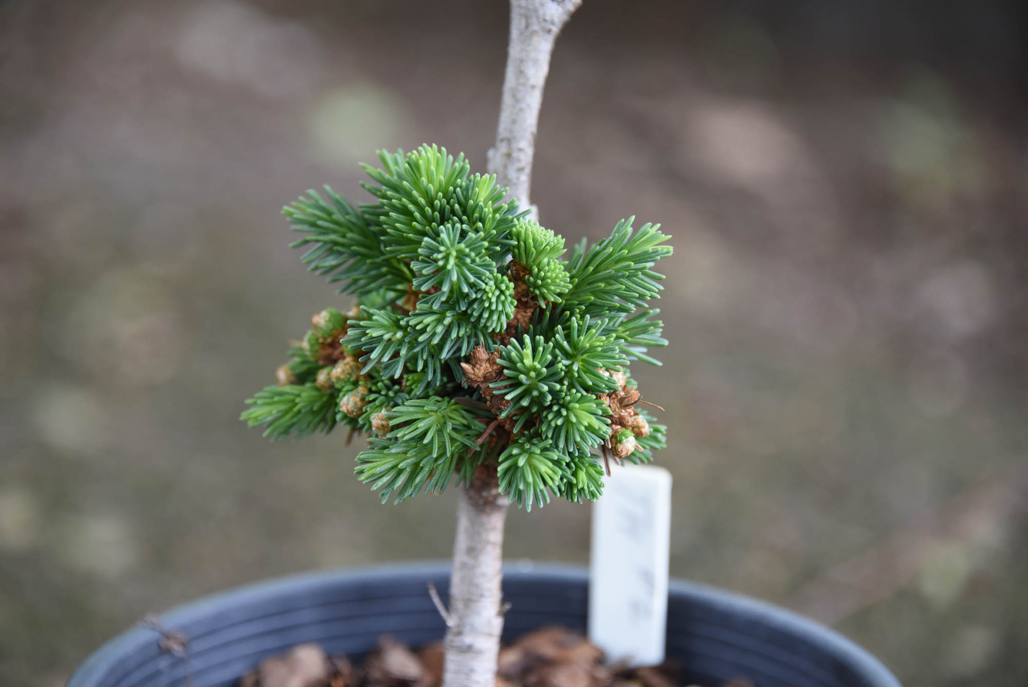 Picea abies 'Spidee' - Cascade Conifers