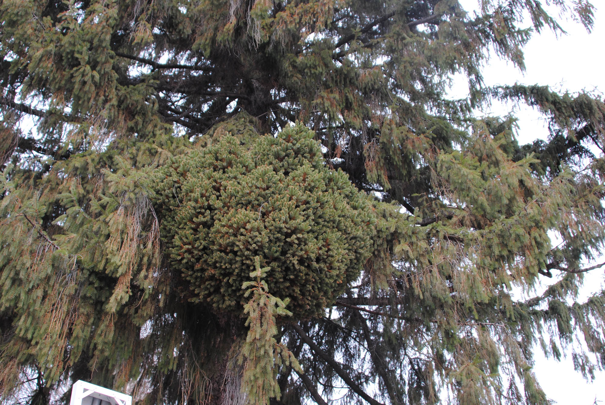 Picea abies 'Chestnut' - Cascade Conifers