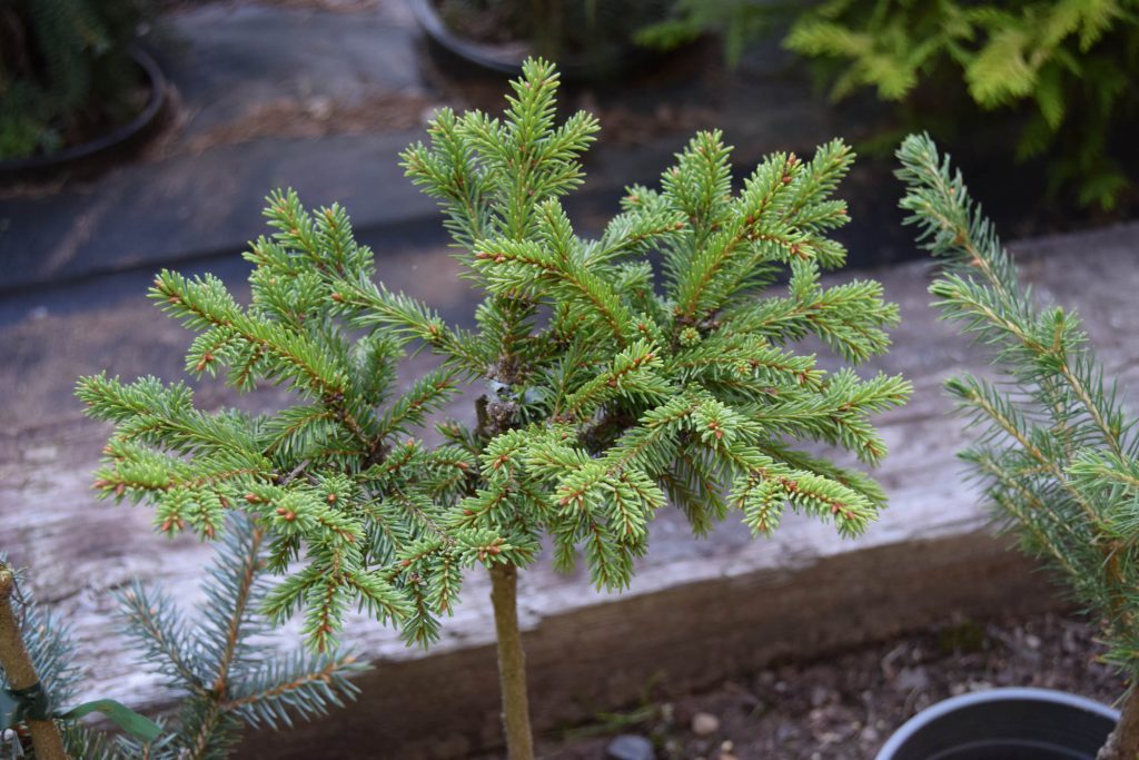 Picea abies 'Chestnut' - Cascade Conifers