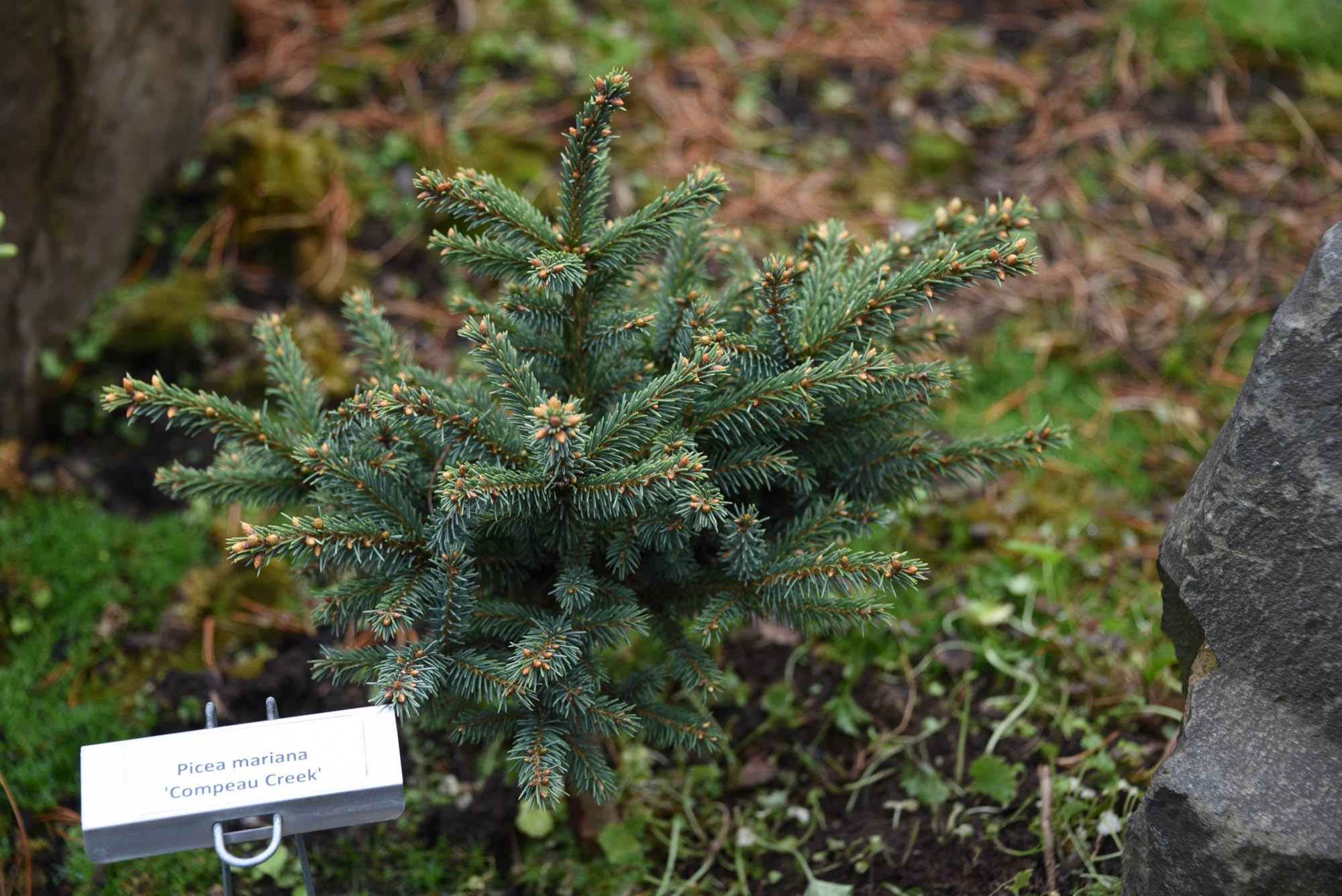 Davison Conifer Collection, Oregon Garden Arboretum - Cascade Conifers