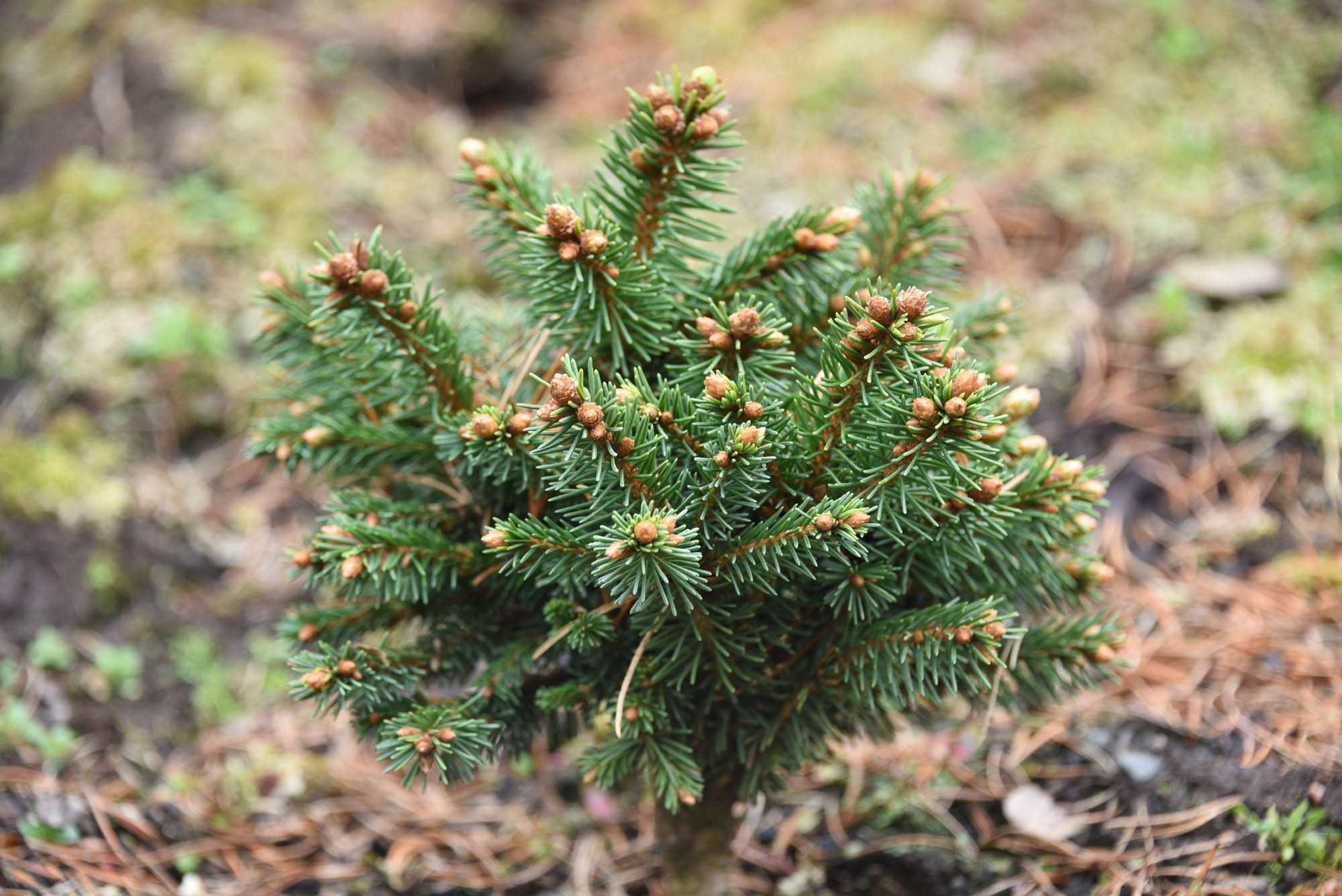 Davison Conifer Collection, Oregon Garden Arboretum - Cascade Conifers