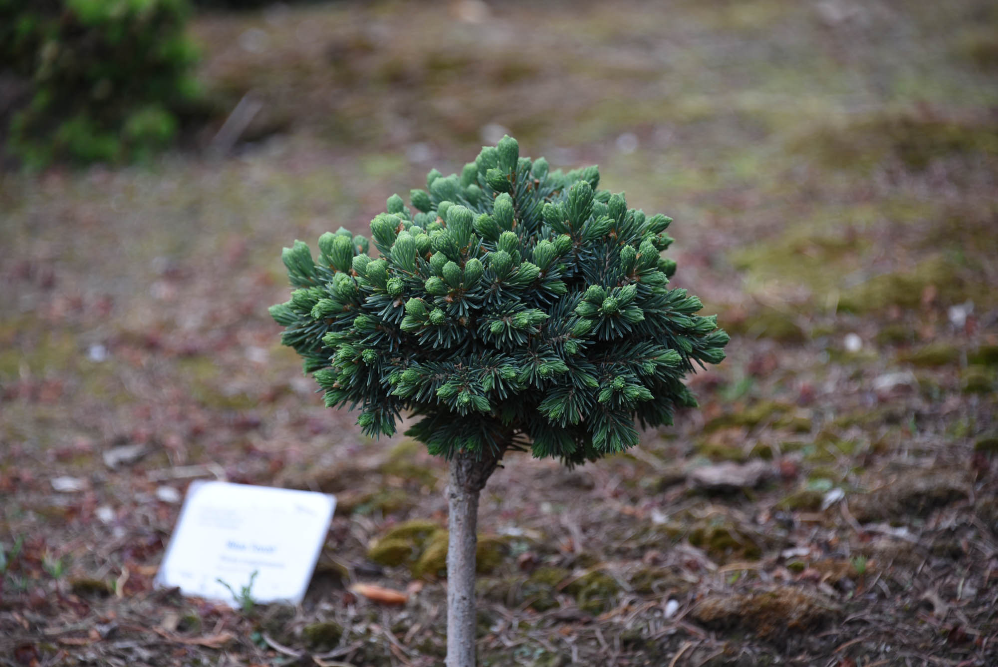 Picea engelmannii 'Blue Torch' - Cascade Conifers