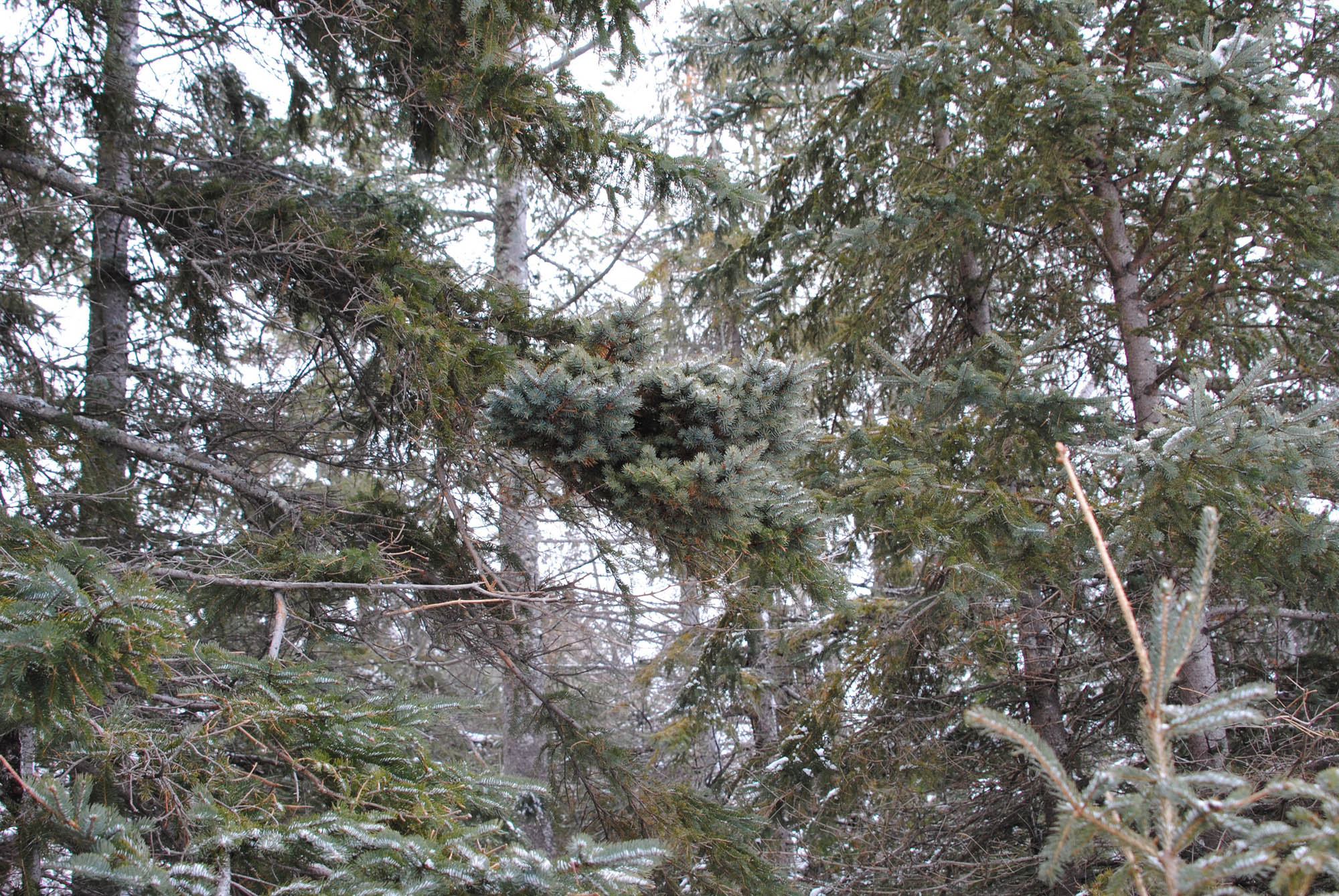 Picea glauca 'Blue Lagoon' - Cascade Conifers