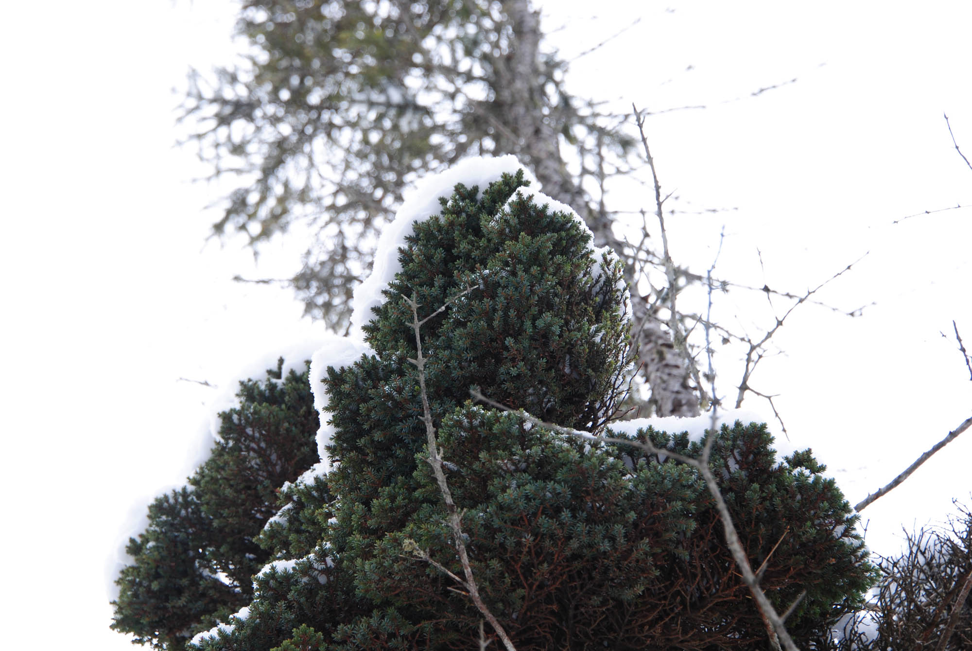 Picea mariana 'Big Blue Marble' - Cascade Conifers