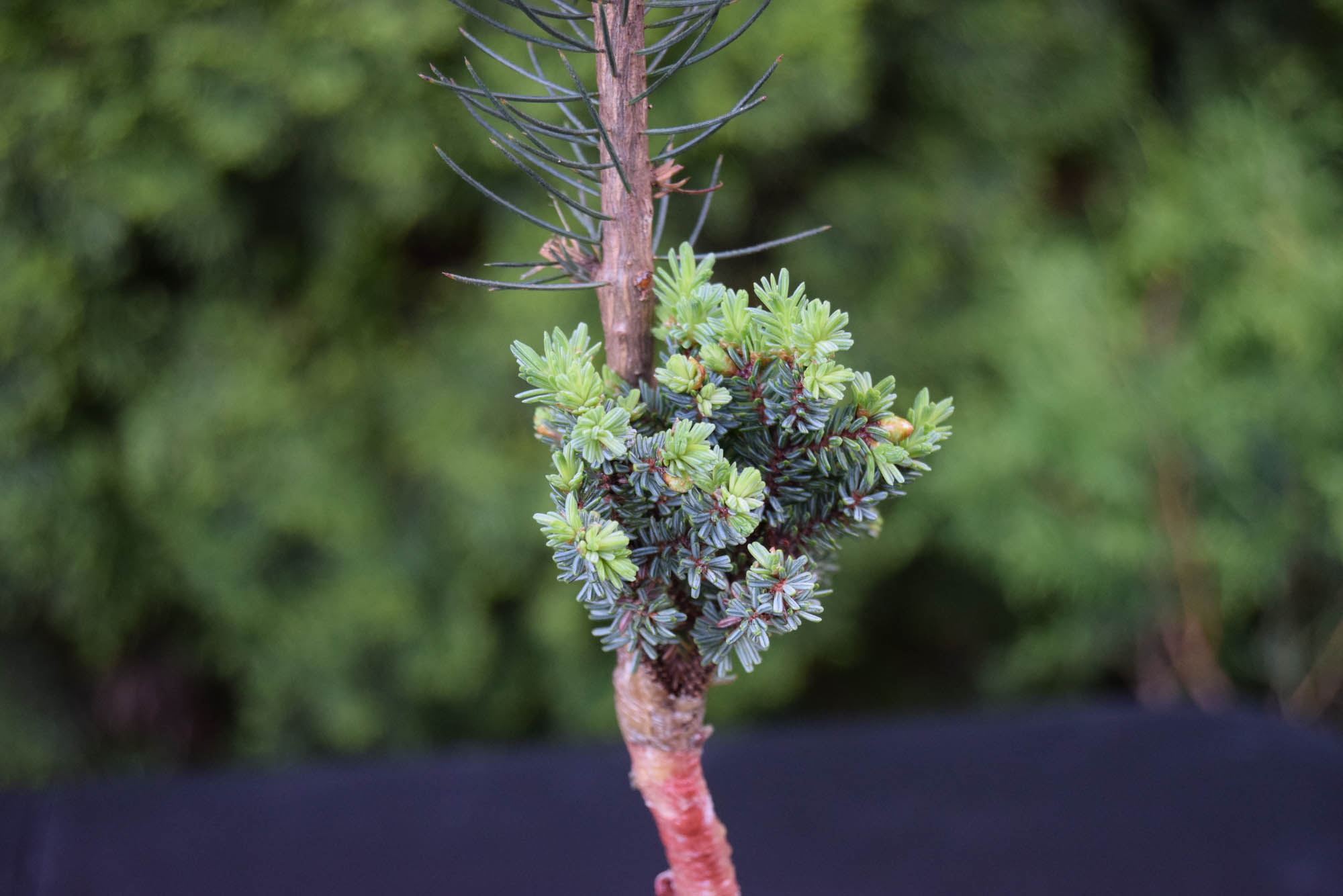 Picea mariana 'Big Blue Marble' - Cascade Conifers