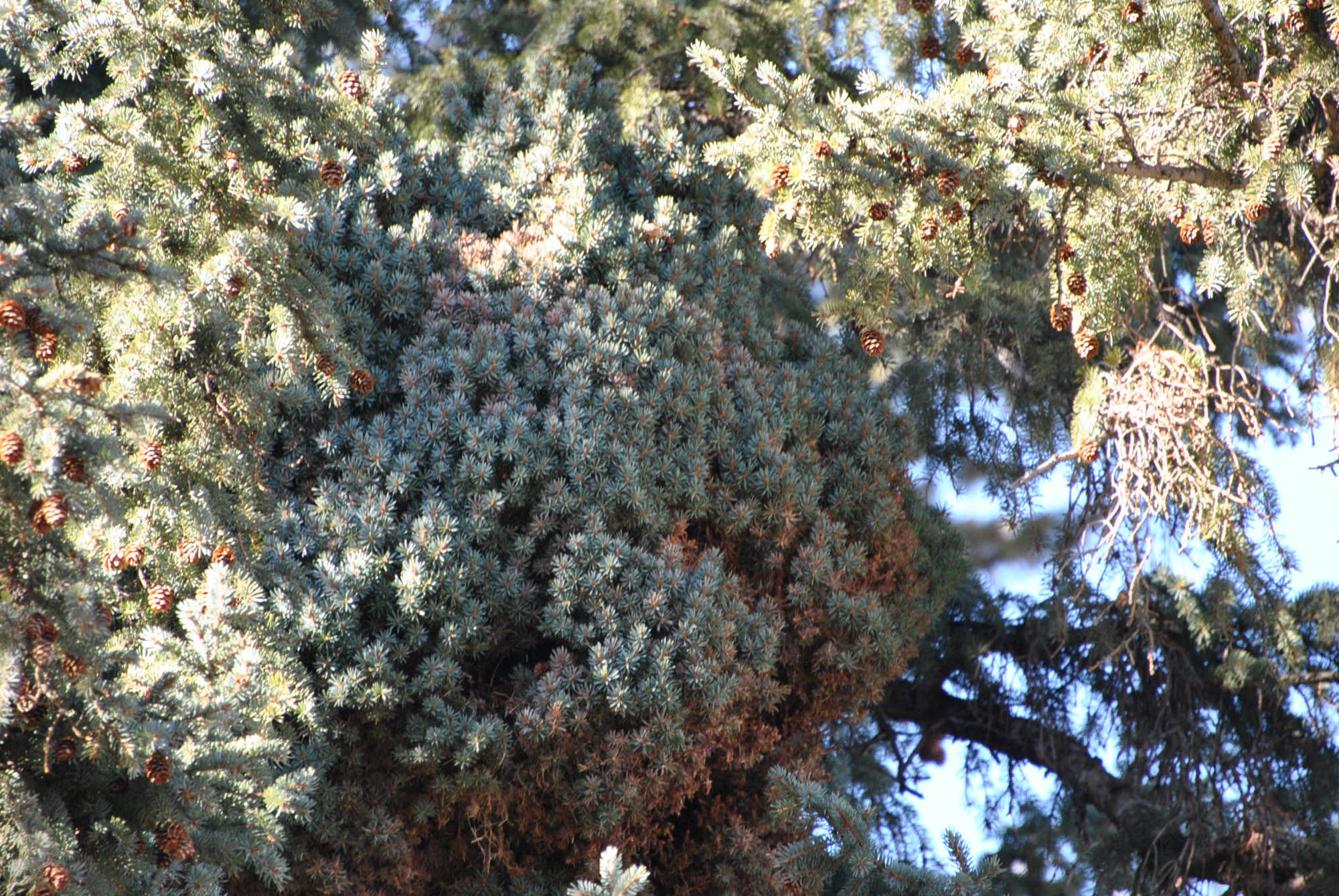 Picea engelmannii 'Big Sky' - Cascade Conifers