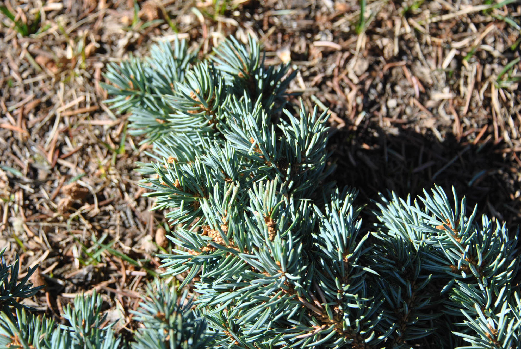 Picea pungens 'Skyfall' - Cascade Conifers