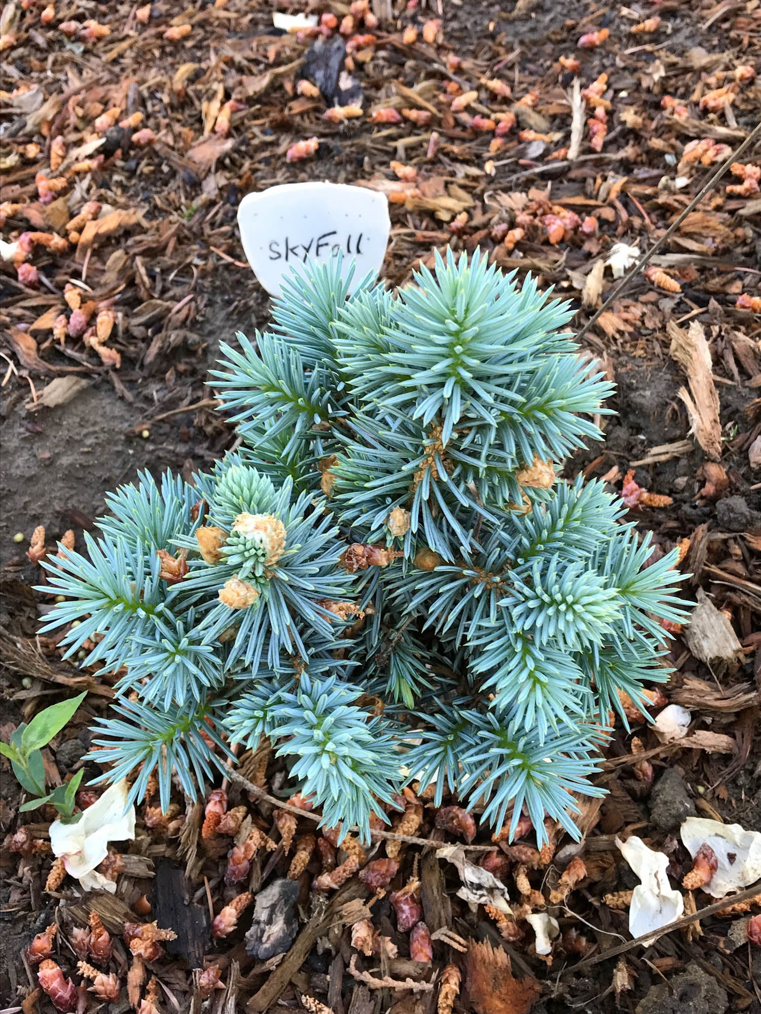 Picea pungens 'Skyfall' - Cascade Conifers