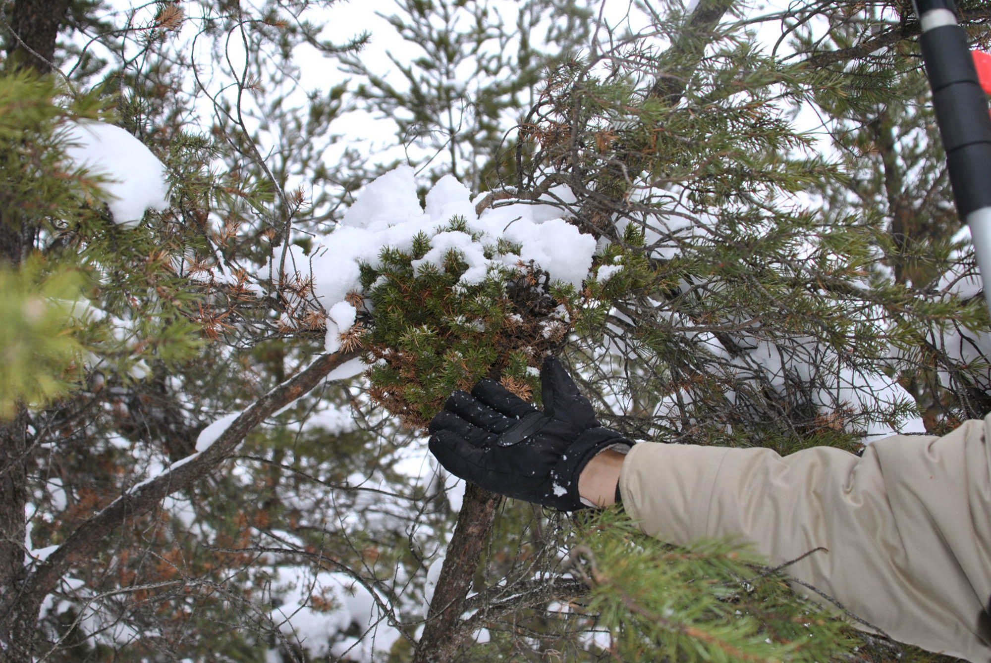 Pinus banksiana 'Snowcone' - Cascade Conifers