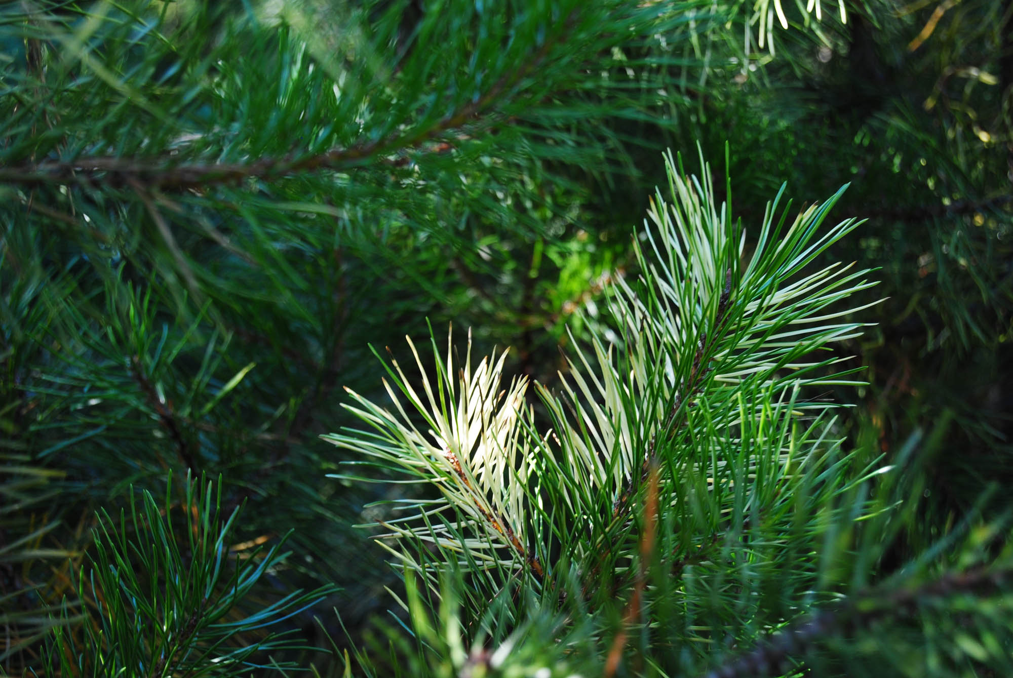 Pinus contorta "Cream" - Cascade Conifers