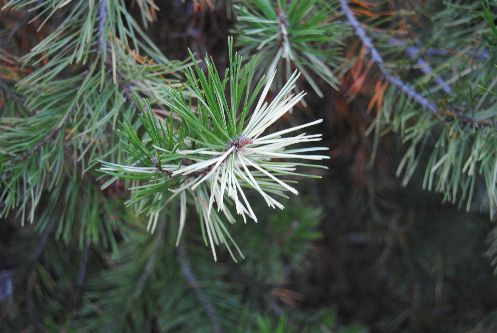 Pinus contorta "Cream" - Cascade Conifers
