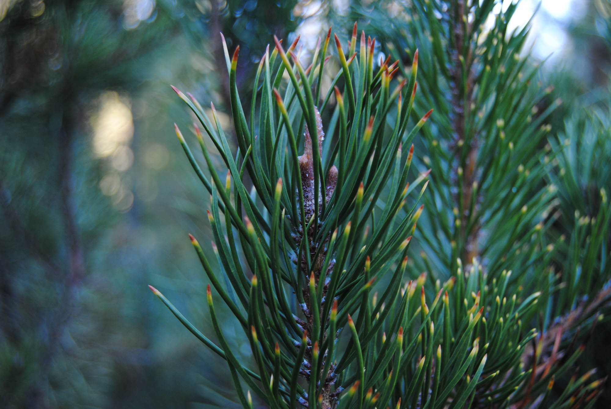Pinus contorta 'Sparkler' - Cascade Conifers