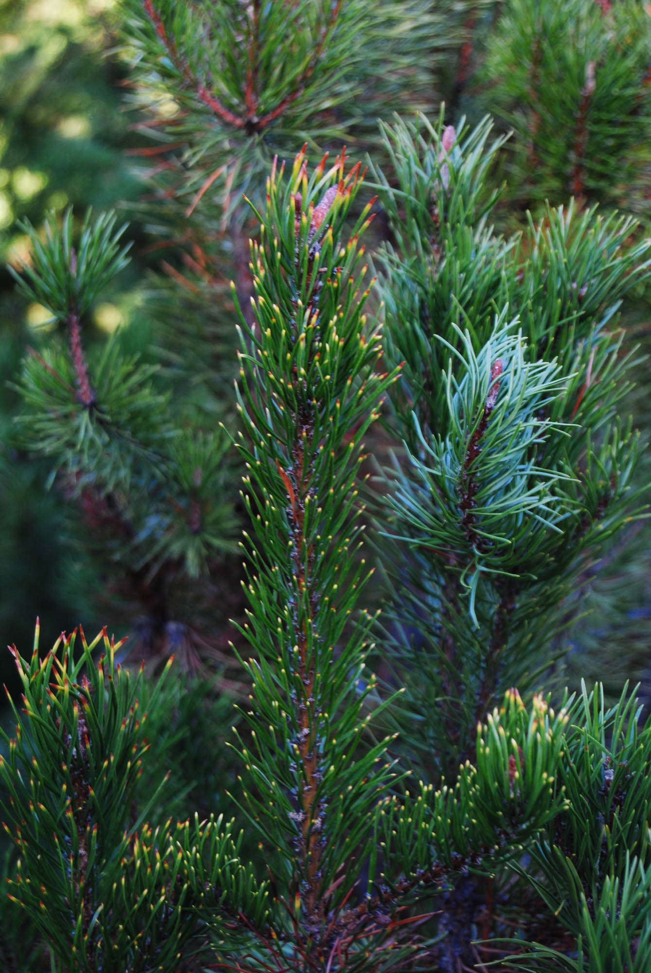 Pinus contorta 'Sparkler' - Cascade Conifers