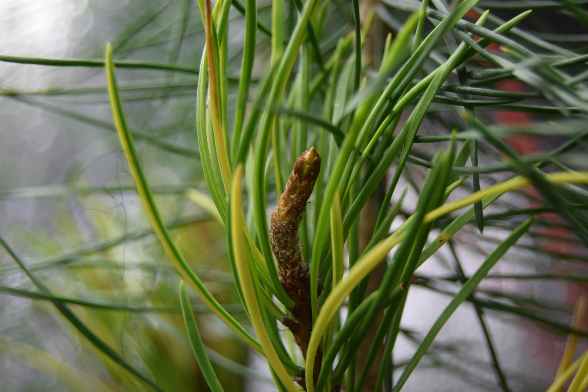 Pinus contorta "V3" - Cascade Conifers